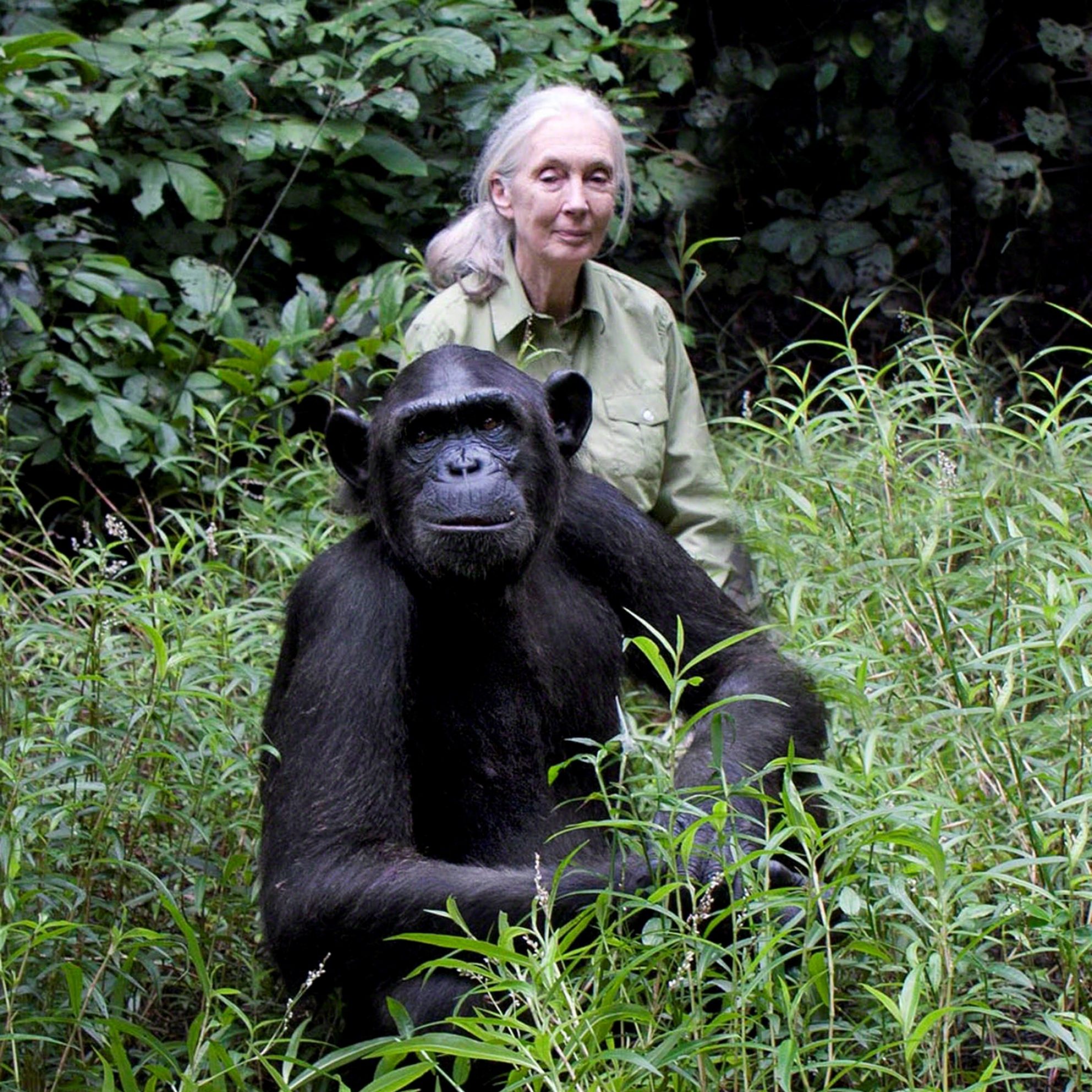 Jane Goodall: “It is important to be optimistic” – Swiss Life Group